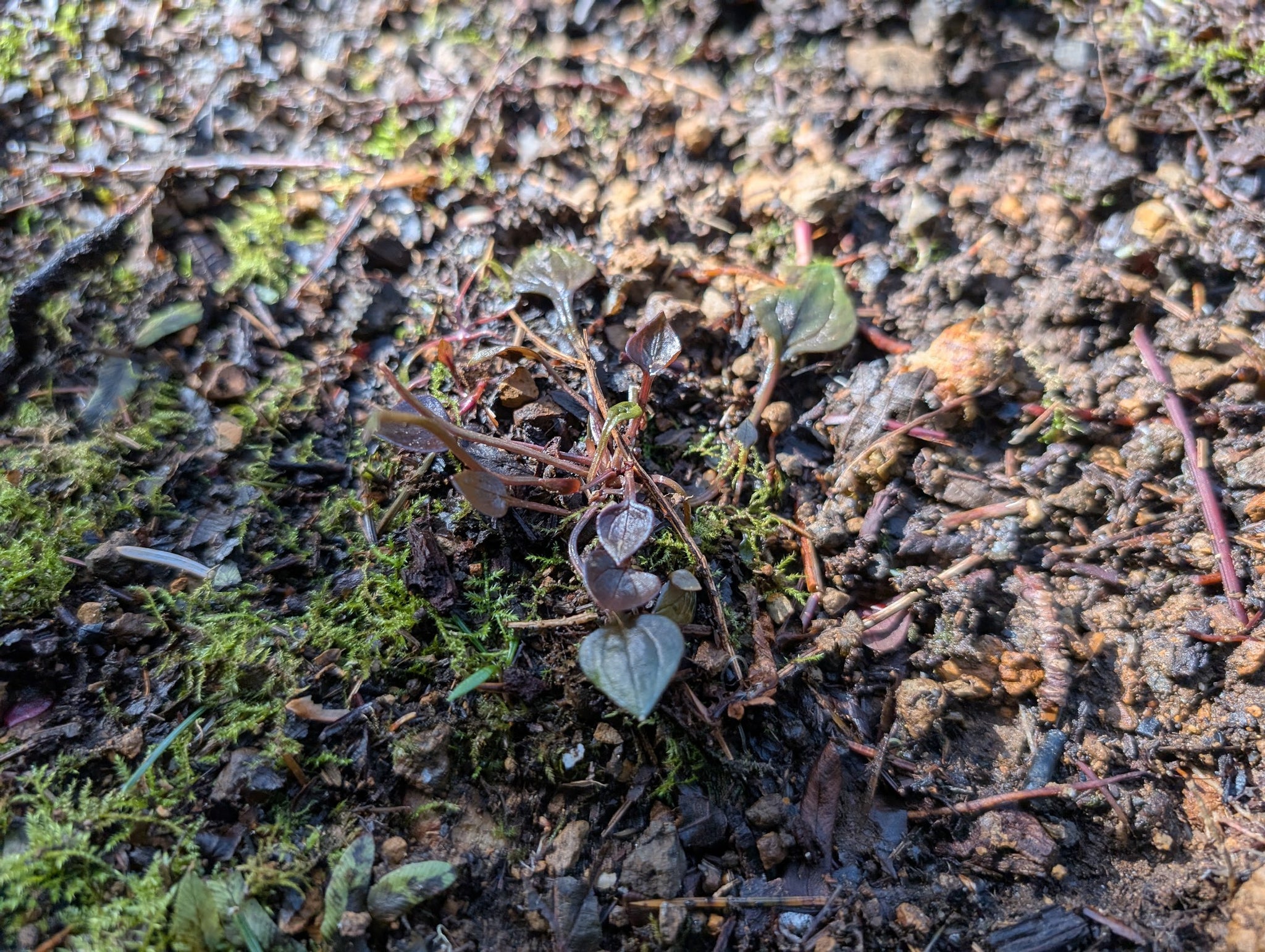 Lofthouse Claytonia Mix (Green & Red) – Experimental Farm Network Seed ...