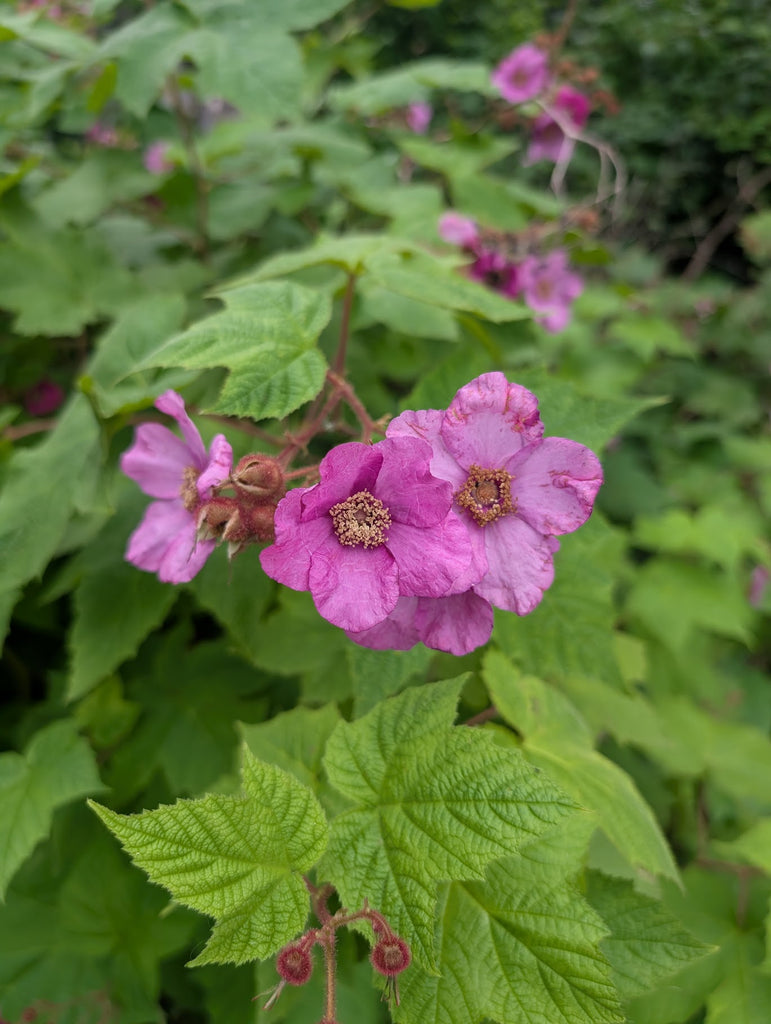 Purple-Flowering Raspberry (Eastern Thimbleberry) – Experimental Farm ...