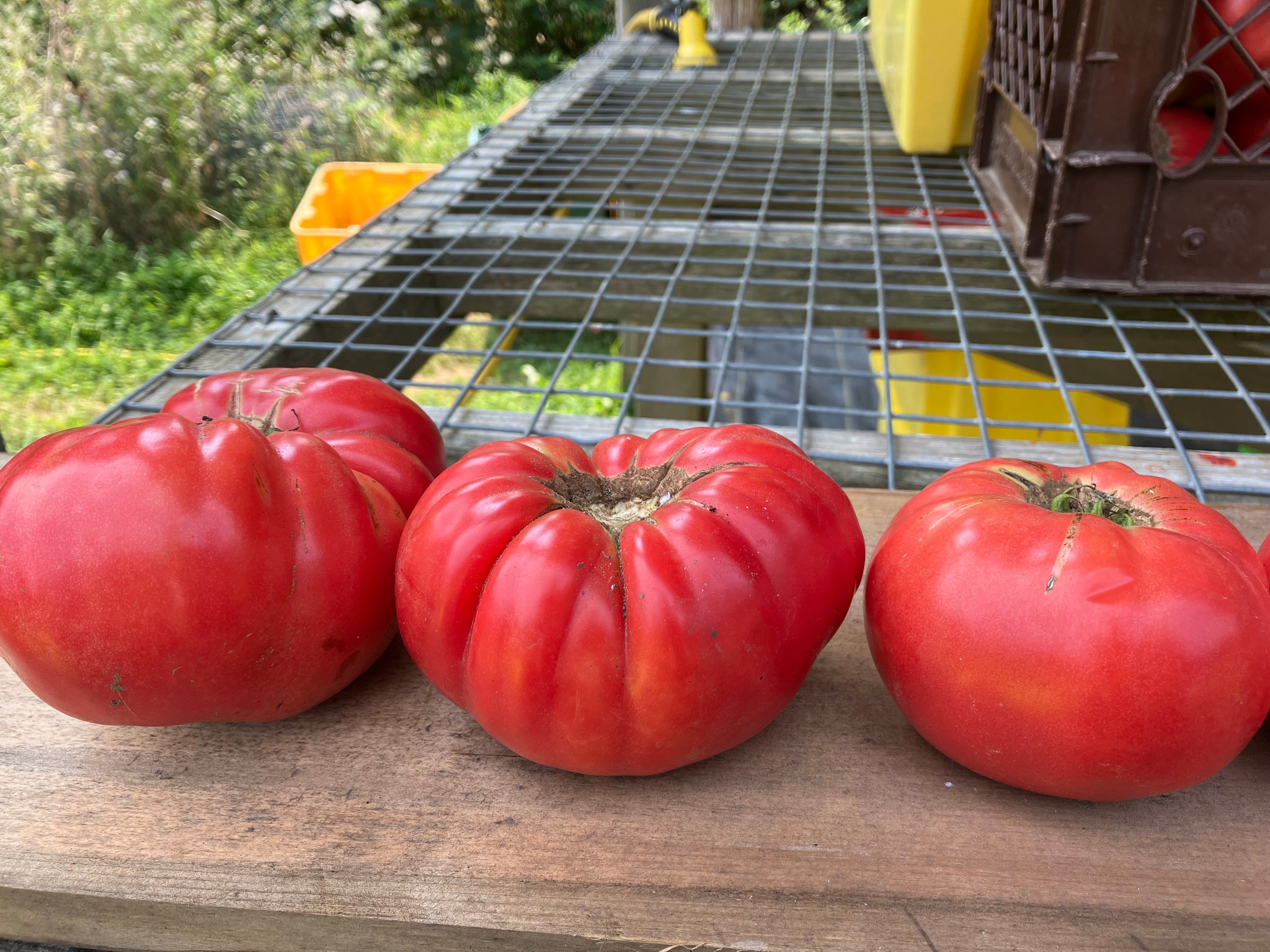 'Petite Dame' Tomato – Experimental Farm Network Seed Store