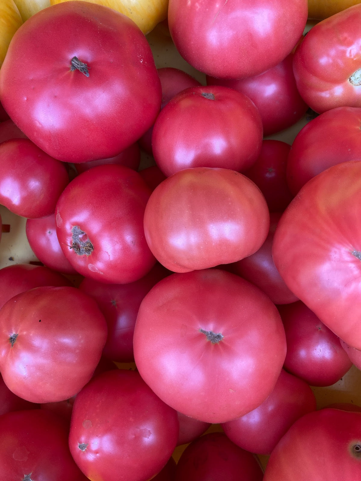 'Petite Dame' Tomato – Experimental Farm Network Seed Store