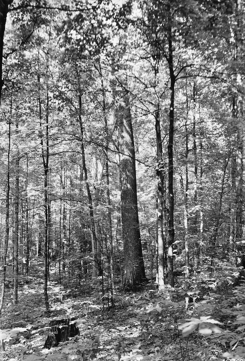 White Ash (American Ash) – Experimental Farm Network Seed Store