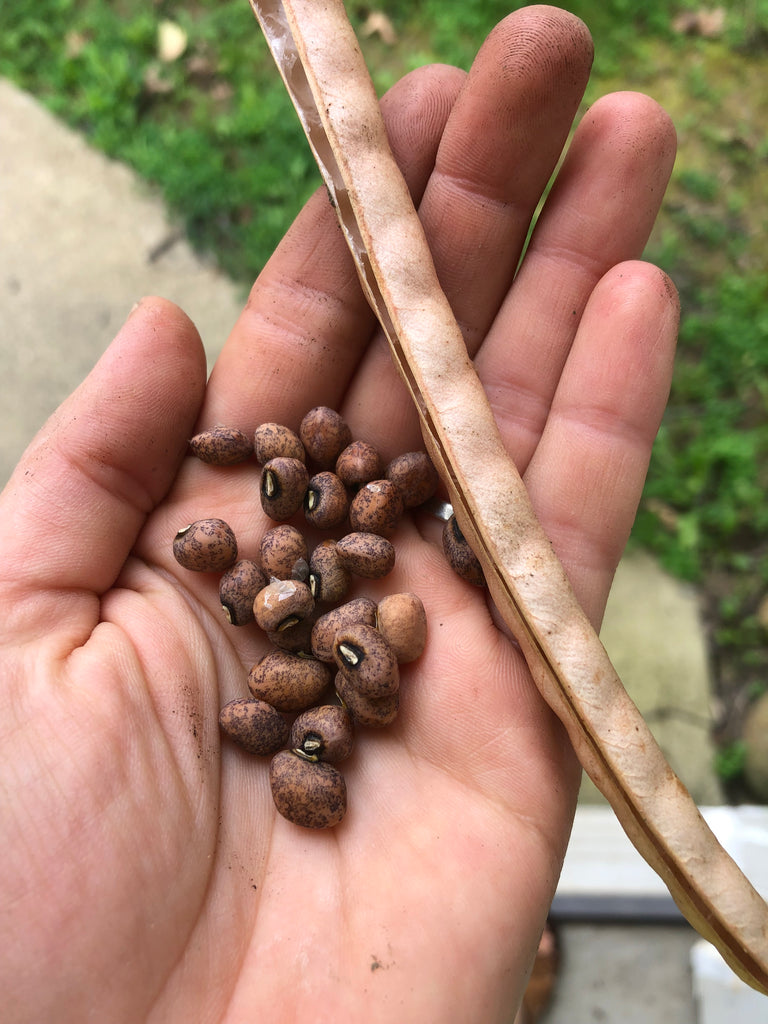 'Potawatomi Rabbit Bean' African Pea – Experimental Farm Network Seed Store