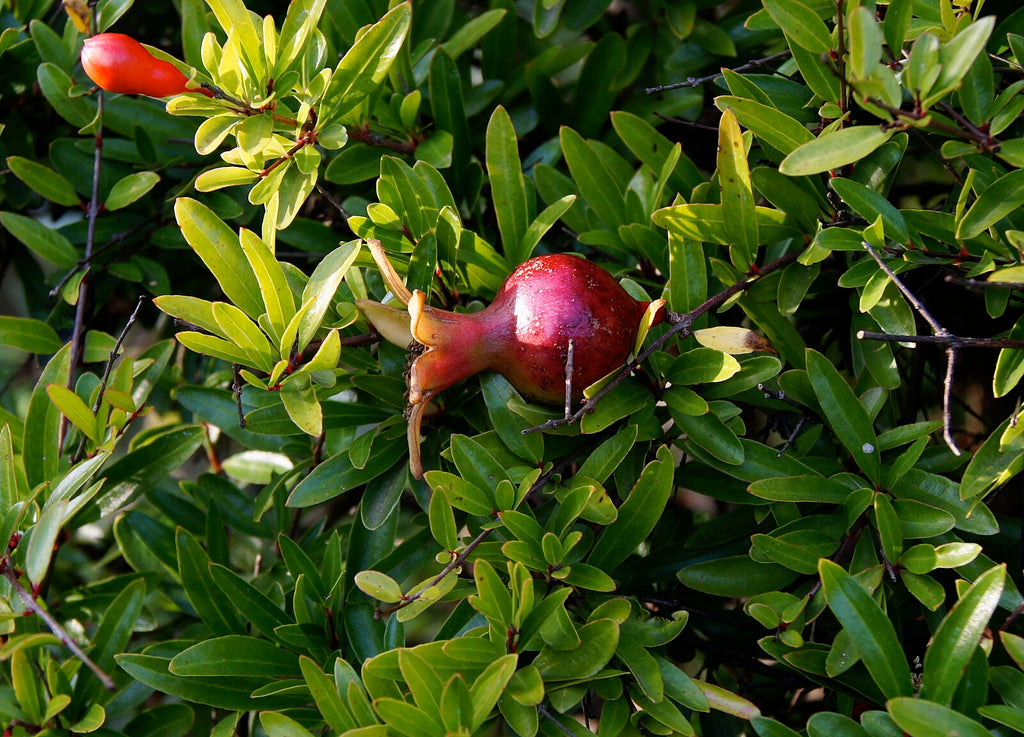 'Nana' Pomegranate (Dwarf) – Experimental Farm Network Seed Store