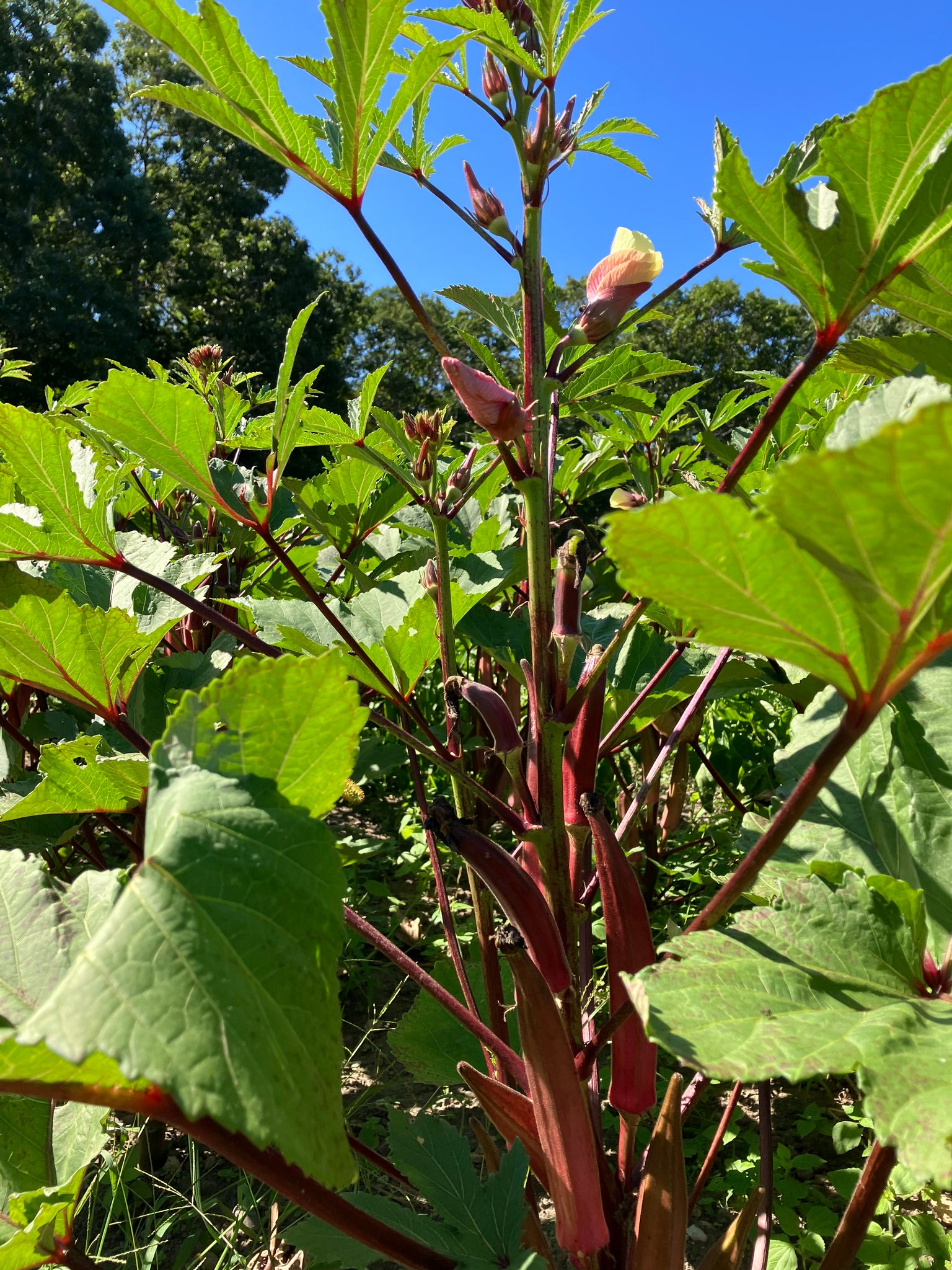 'Ronny's Red' Okra – Experimental Farm Network Seed Store