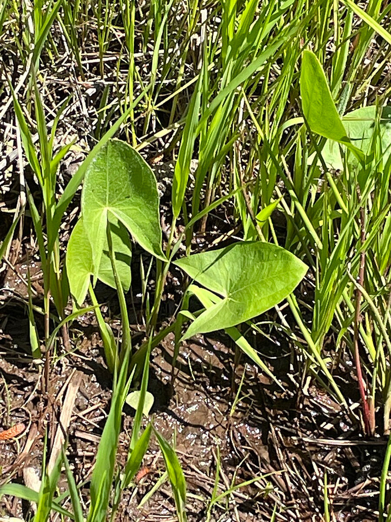 'Mahicannittuk' Katniss (Wapato or Duck Potato) – Experimental Farm ...