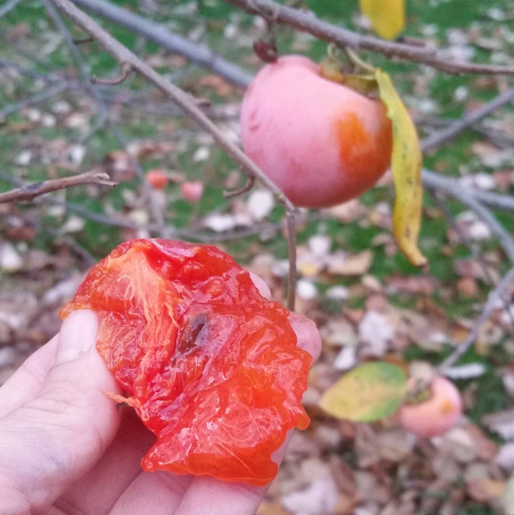Jerry Lehman's "Field West" American Persimmon Breeding Mix ...