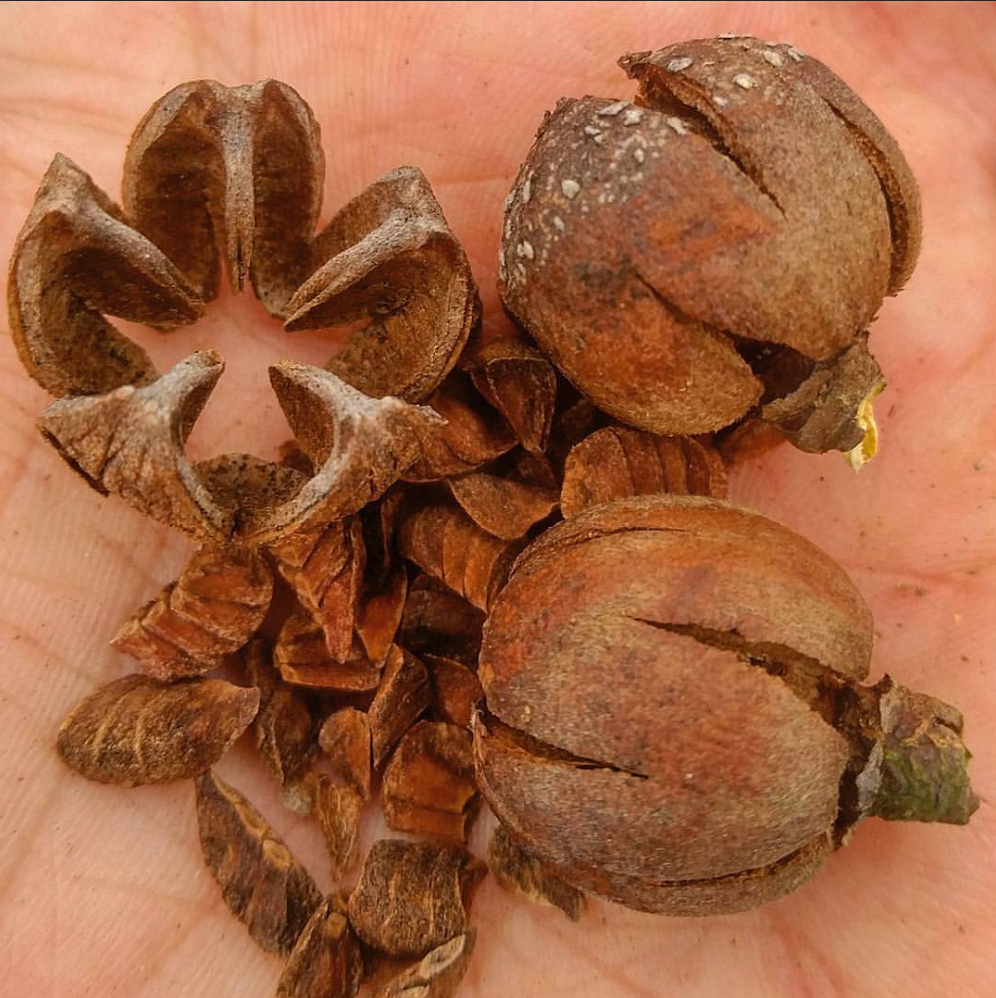 Franklin Tree (Franklinia) – Experimental Farm Network Seed Store