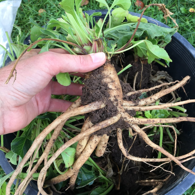 'Dawlish Wild' Sea Beet – Experimental Farm Network Seed Store