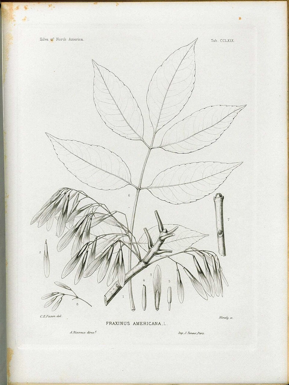 White Ash (American Ash) – Experimental Farm Network Seed Store