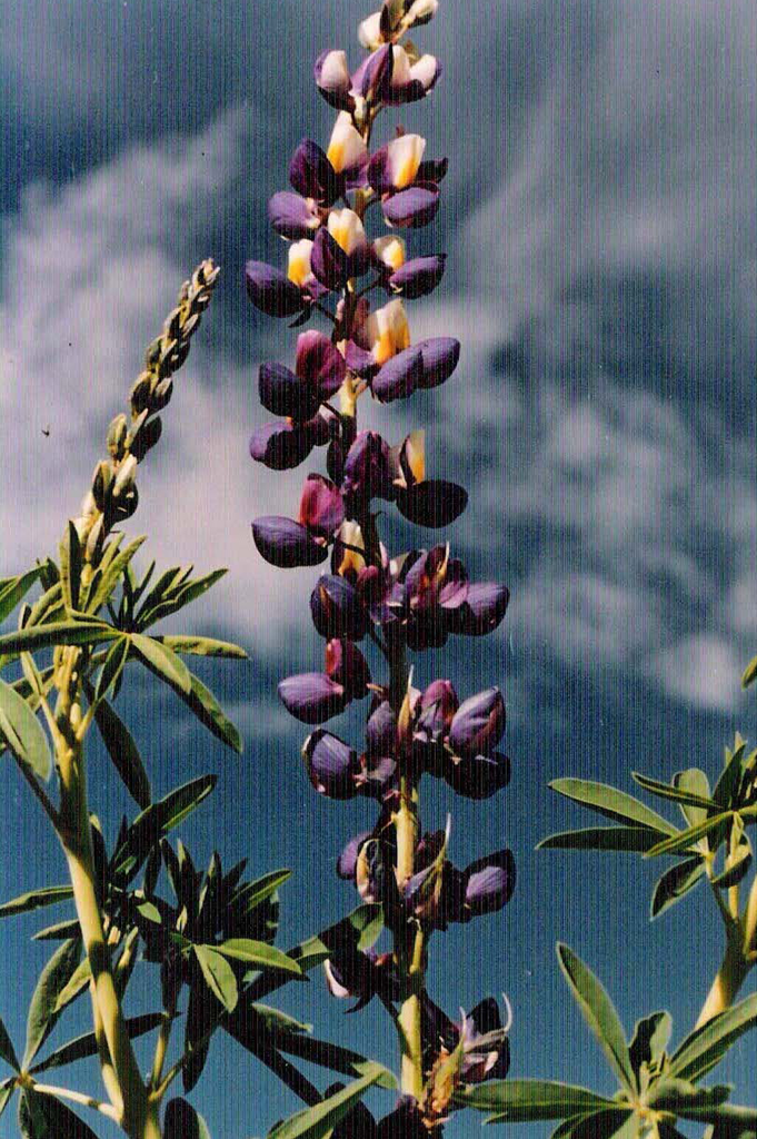 Tarwi (Chocho or Peruvian Lupin) – Experimental Farm Network Seed Store