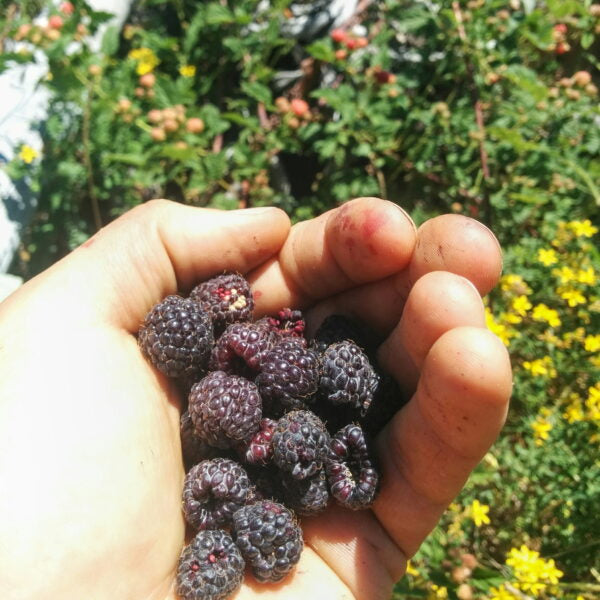 whitebark raspberry blue raspberry