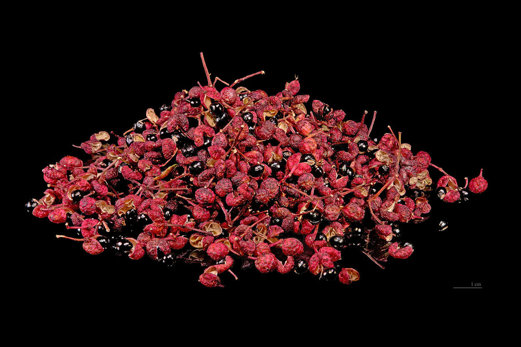Sanshō (Japanese Peppercorn) – Experimental Farm Network Seed Store