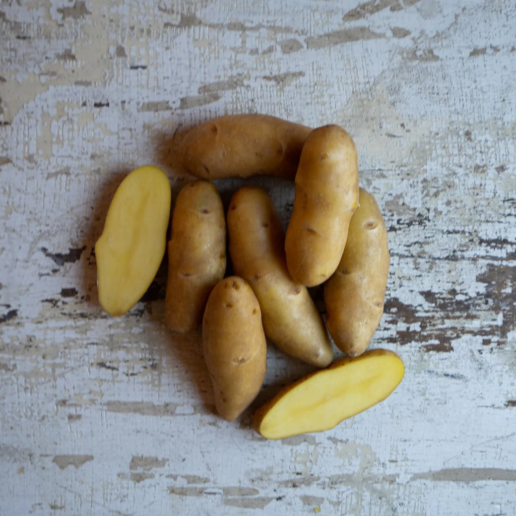 'Austrian Crescent' Seed Potatoes – Experimental Farm Network Seed Store
