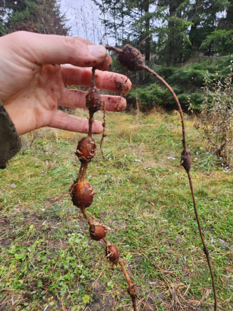 'Billington' Hopniss (American Groundnut) Tubers – Experimental Farm ...