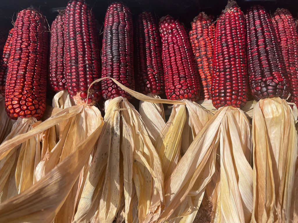 'Bloody Butcher' Dent Corn – Experimental Farm Network Seed Store