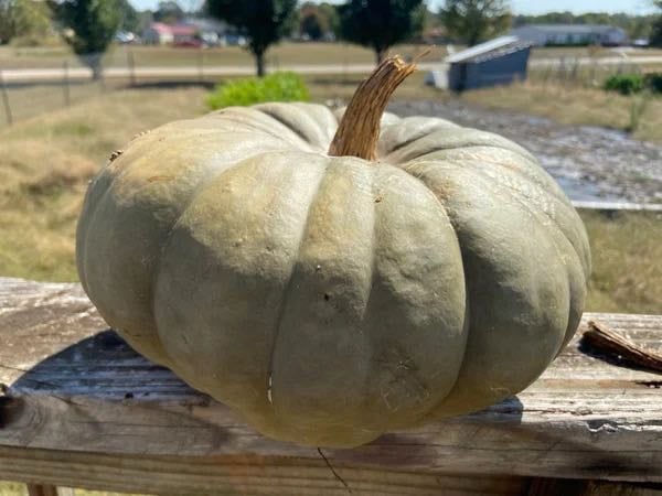 Blue Squash Grex – Experimental Farm Network Seed Store