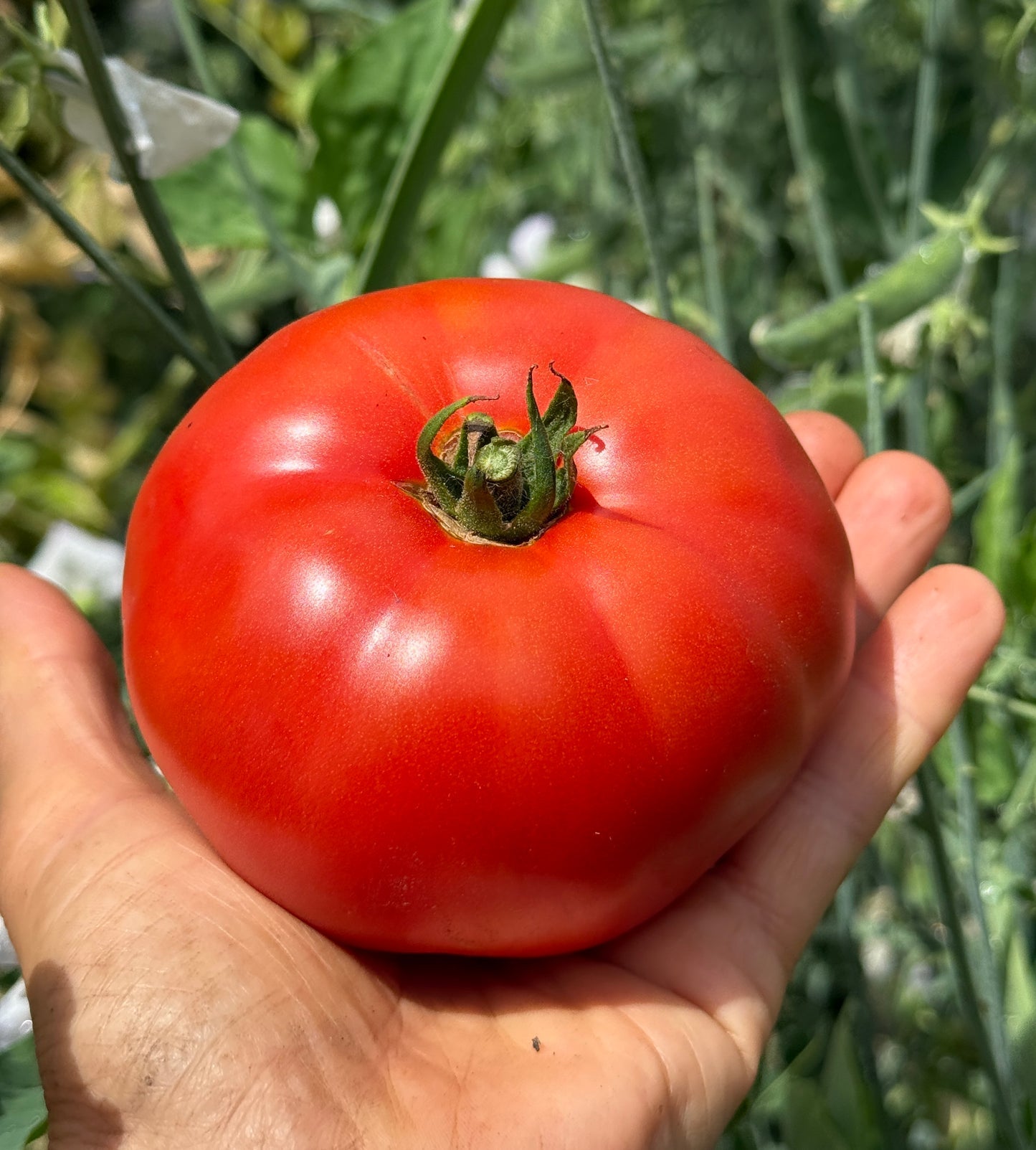 'Brandywine' Beefsteak Tomato – Experimental Farm Network Seed Store