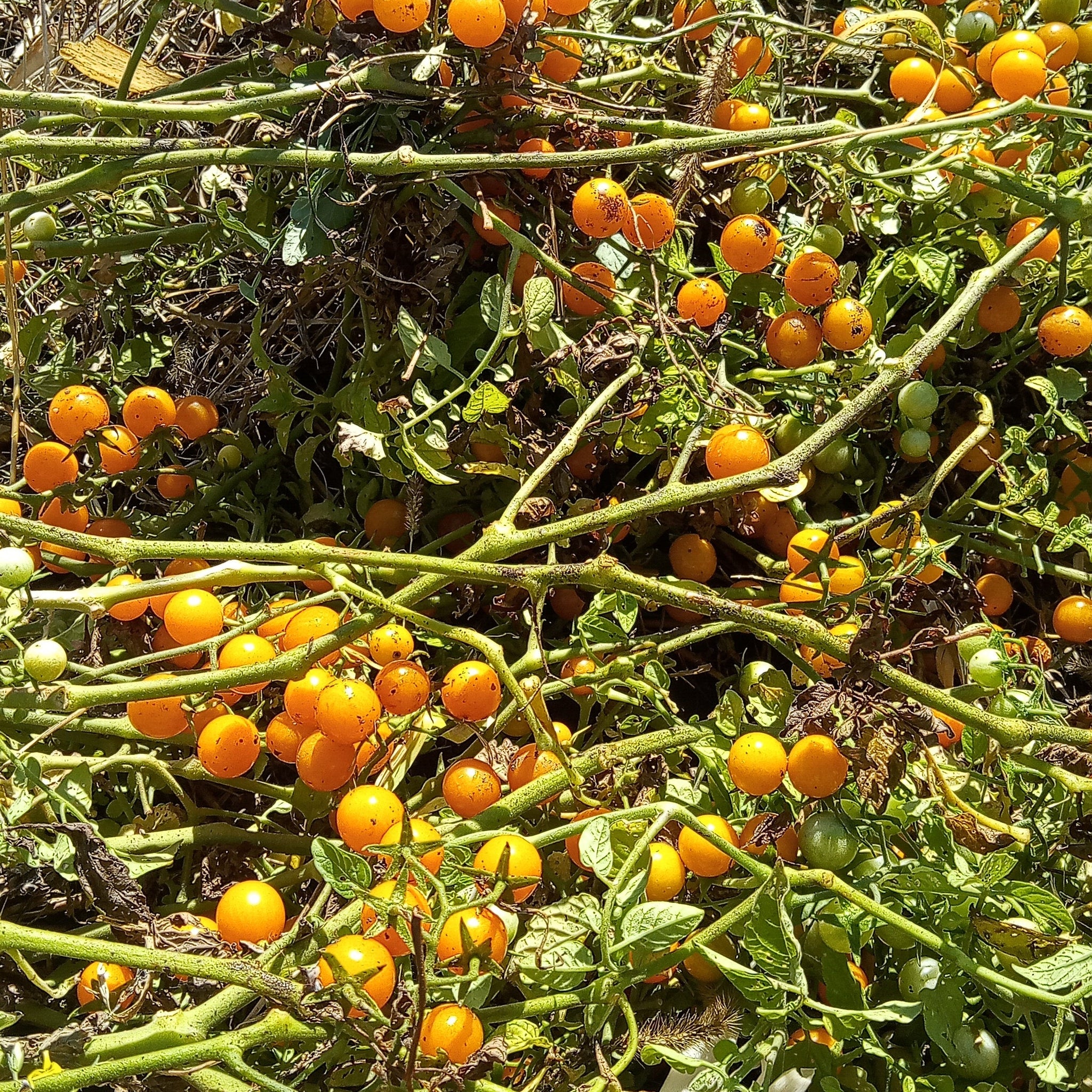 Lofthouse Galápagos Tomato (Solanum cheesmaniae) – Experimental Farm ...