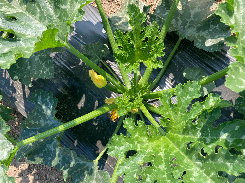'Dark Star' Zucchini – Experimental Farm Network Seed Store
