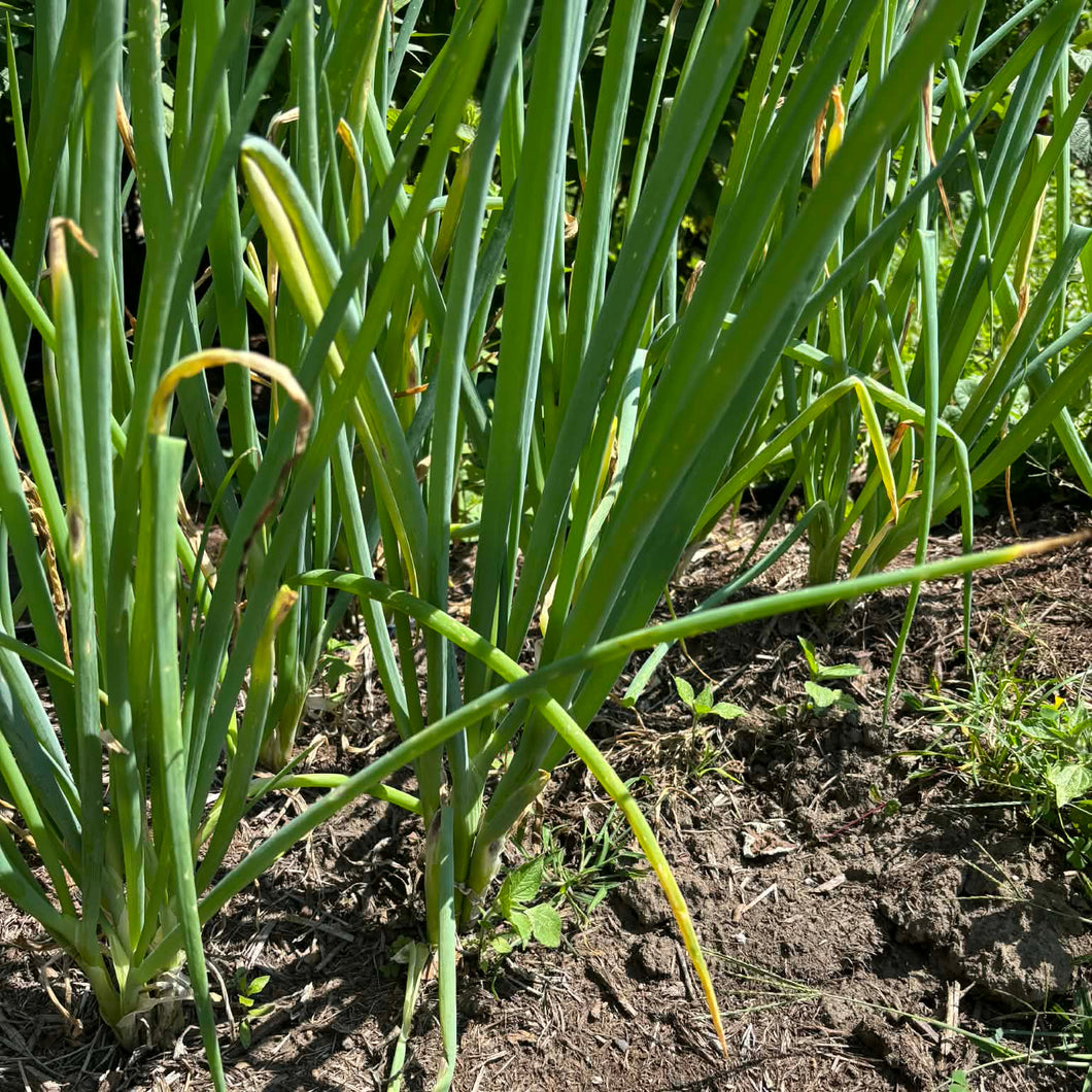 'Evergreen Hardy x Tokyo Long x Parade' Green Onion Breeding Mix ...