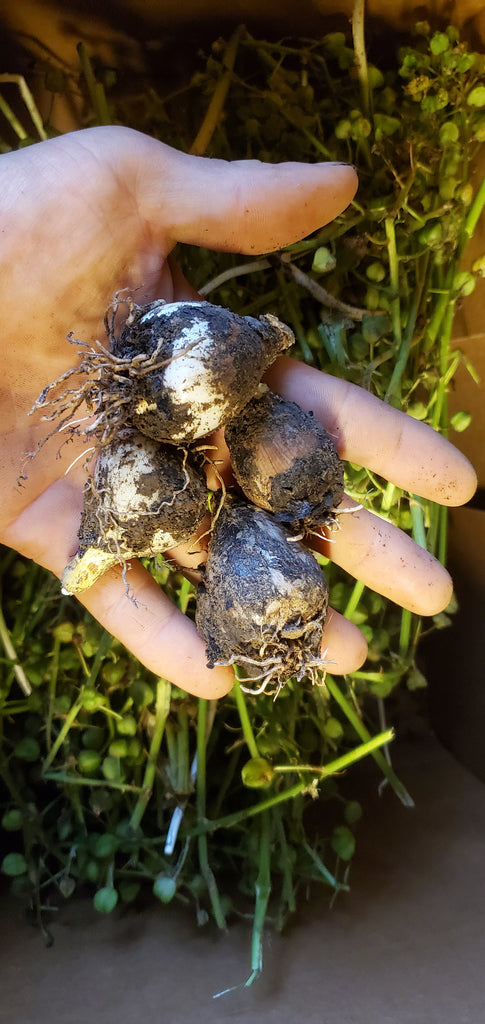 Atlantic Camas (Kentucky Ecotype) – Experimental Farm Network Seed Store