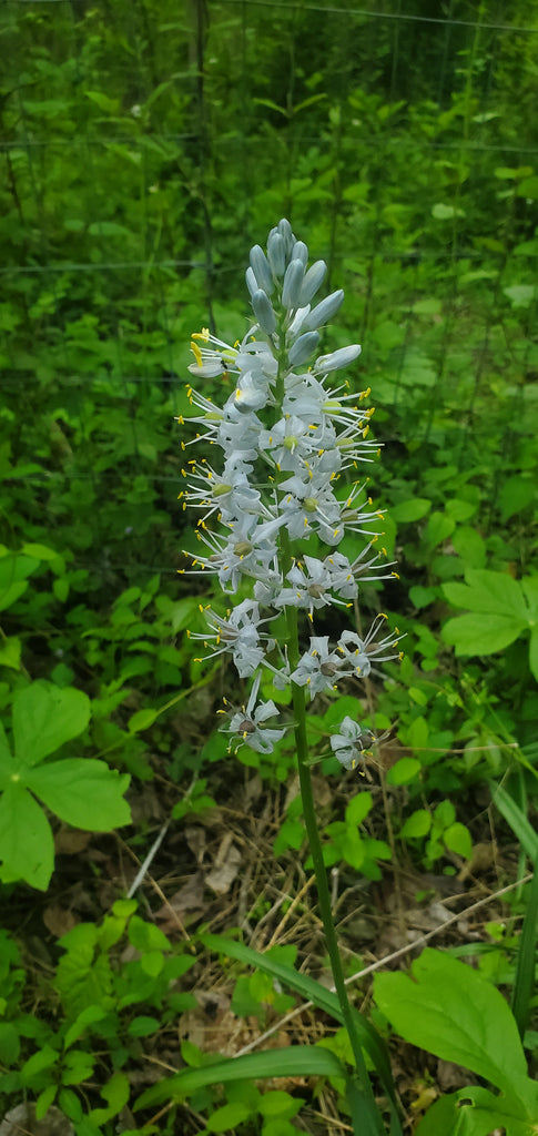 Atlantic Camas (Kentucky Ecotype) – Experimental Farm Network Seed Store