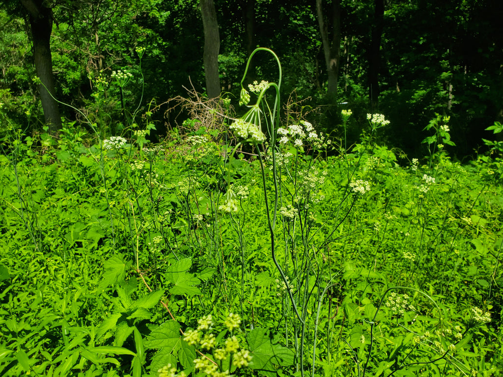 Eastern Yampah – Experimental Farm Network Seed Store