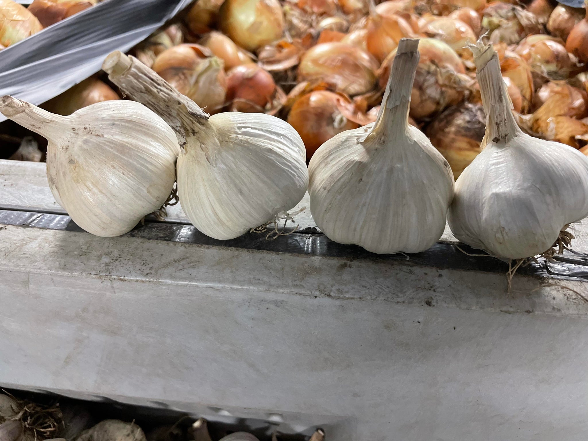Seed Garlic – Experimental Farm Network Seed Store