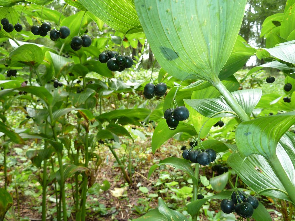 Giant Solomon's Seal – Experimental Farm Network Seed Store