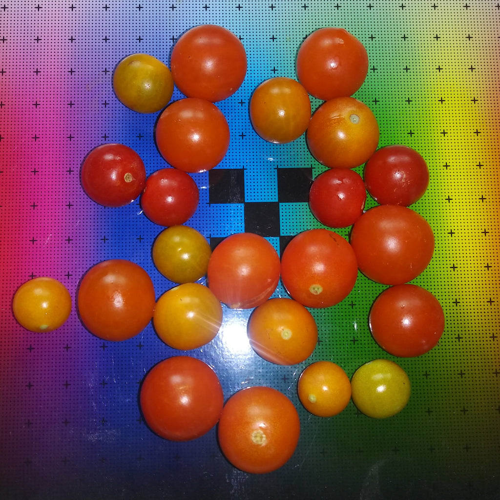 'Hummingbird F2' Tomato Breeding Population – Experimental Farm Network ...