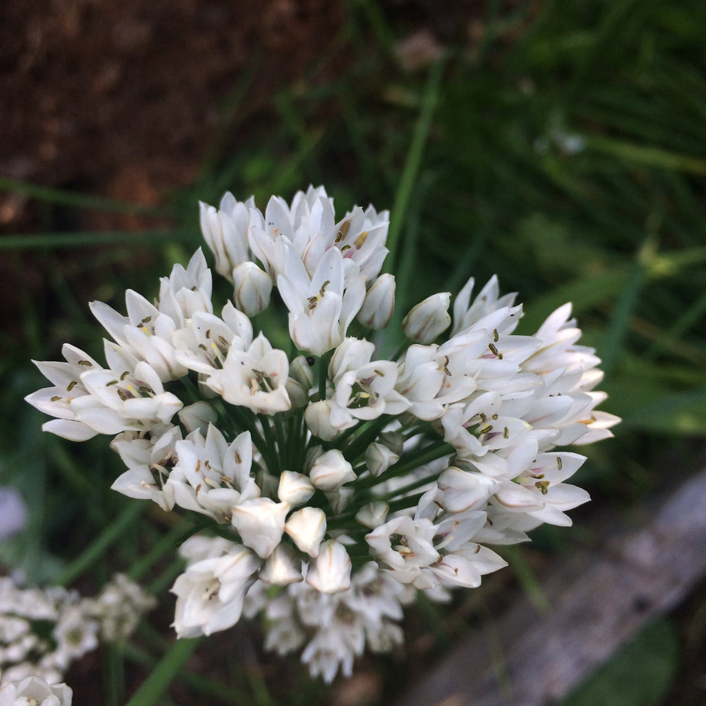 'Hun Ken' Fragrant Flowered Garlic – Experimental Farm Network Seed Store
