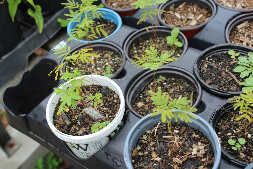 Illinois Bundleflower (Maine-Grown) – Experimental Farm Network Seed Store
