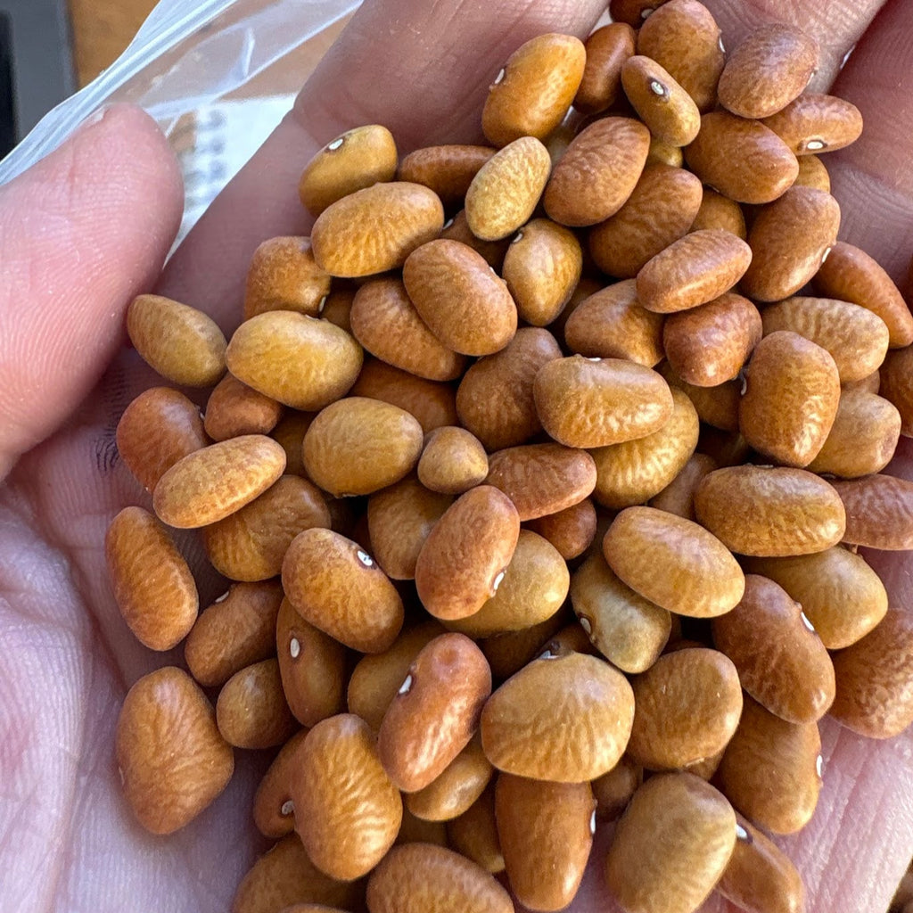 'Ali Chukson S'oam Pawi' Tepary Bean – Experimental Farm Network Seed Store