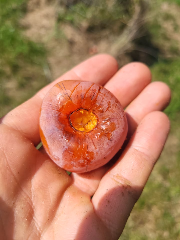 Jerry Lehman's "Field West" American Persimmon Breeding Mix ...