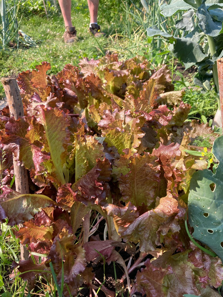 'Jimmy's German Red Tipped' Leaf Lettuce – Experimental Farm Network ...