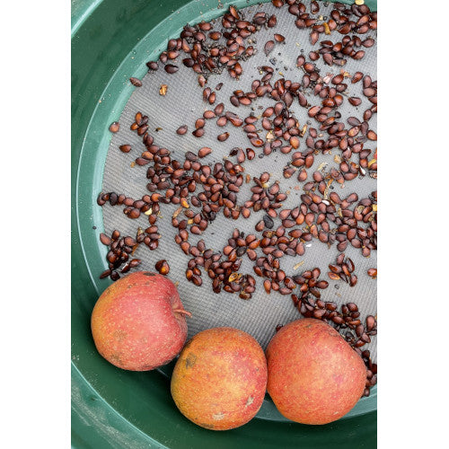 'Kelly Renee' Apple – Experimental Farm Network Seed Store
