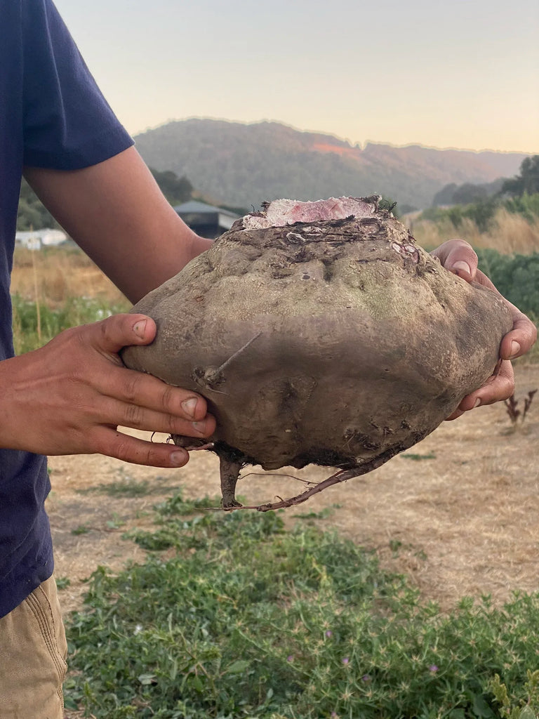 'Laboo' Beet (Iran) – Experimental Farm Network Seed Store