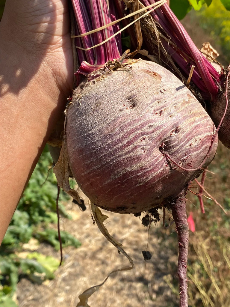 'Laboo' Beet (Iran) – Experimental Farm Network Seed Store