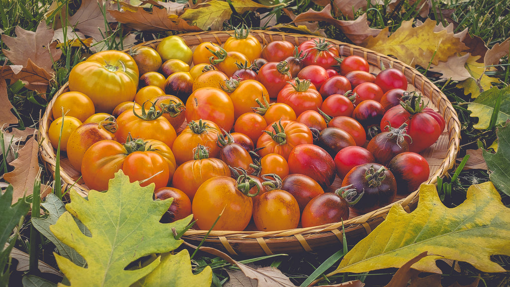 'Mission Mountain' Tomato Grex – Experimental Farm Network Seed Store