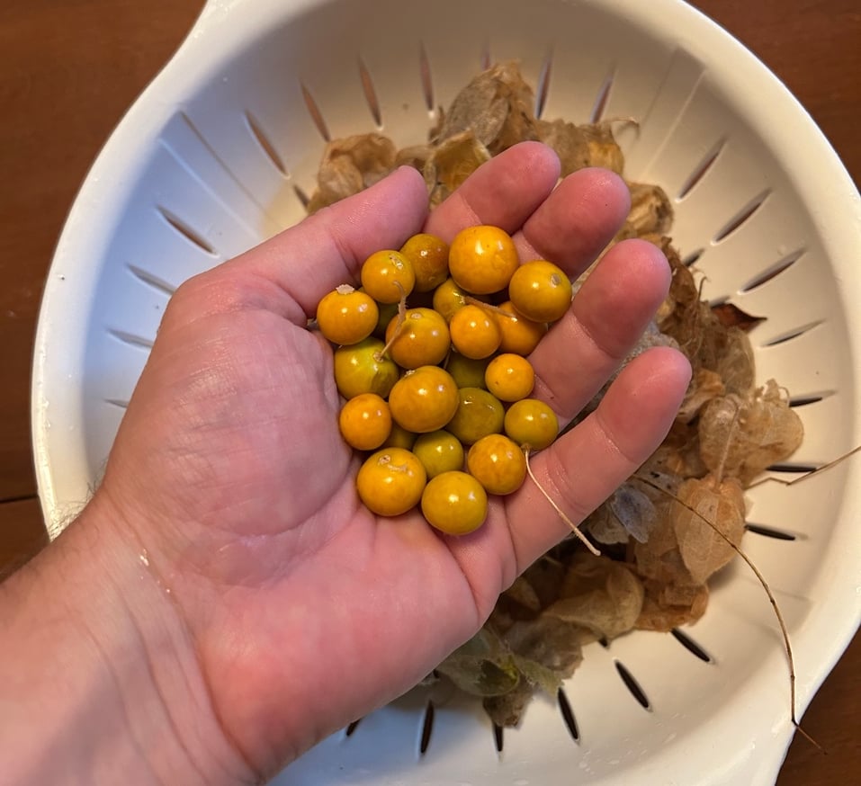 'New Zealand Perennial' Ground Cherry – Experimental Farm Network Seed ...