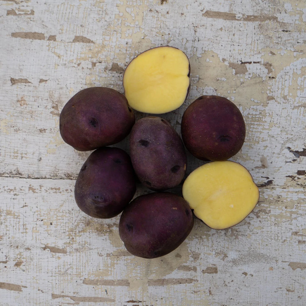 'Peter Wilcox' Seed Potatoes – Experimental Farm Network Seed Store