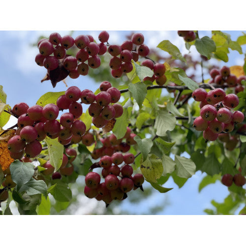Plentiful Apple (Dolgo-type Crabapple) – Experimental Farm Network Seed ...