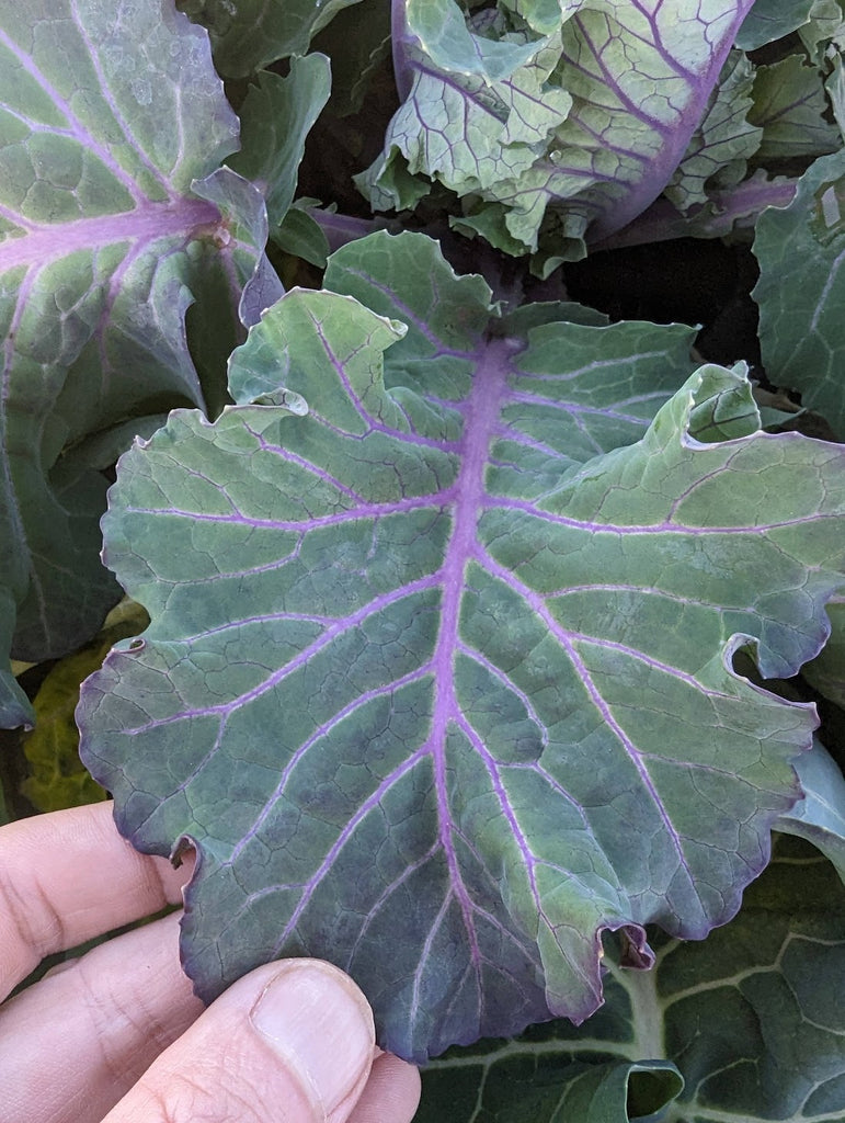Purple Ultracross Collards – Experimental Farm Network Seed Store