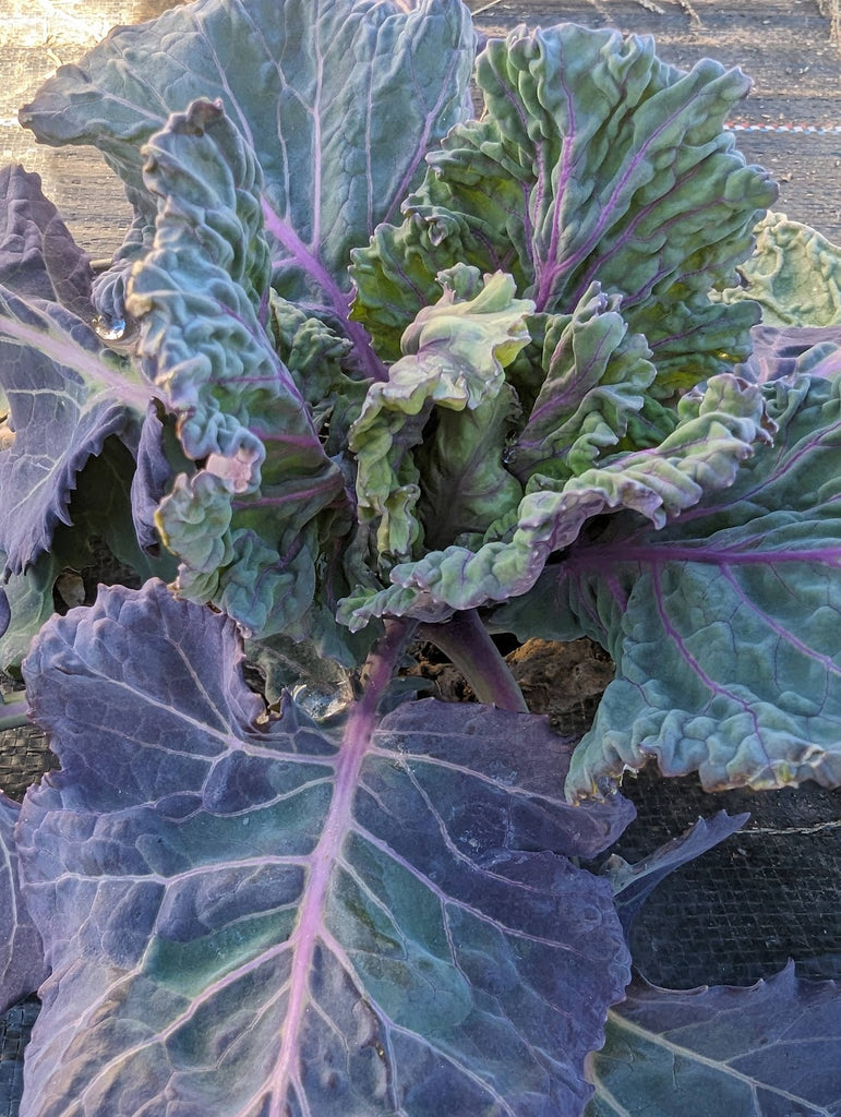 Purple Ultracross Collards – Experimental Farm Network Seed Store