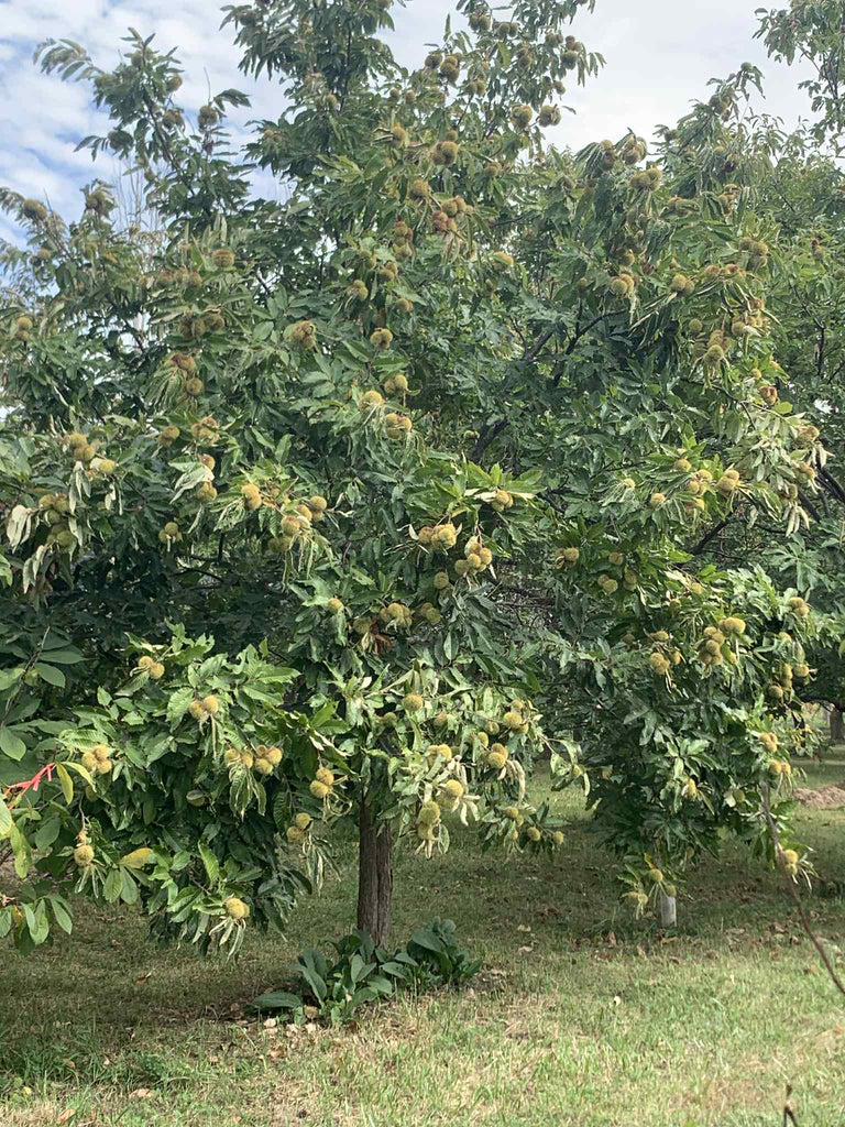 Red Fern Farm Selected Chestnut Seeds – Experimental Farm Network Seed ...
