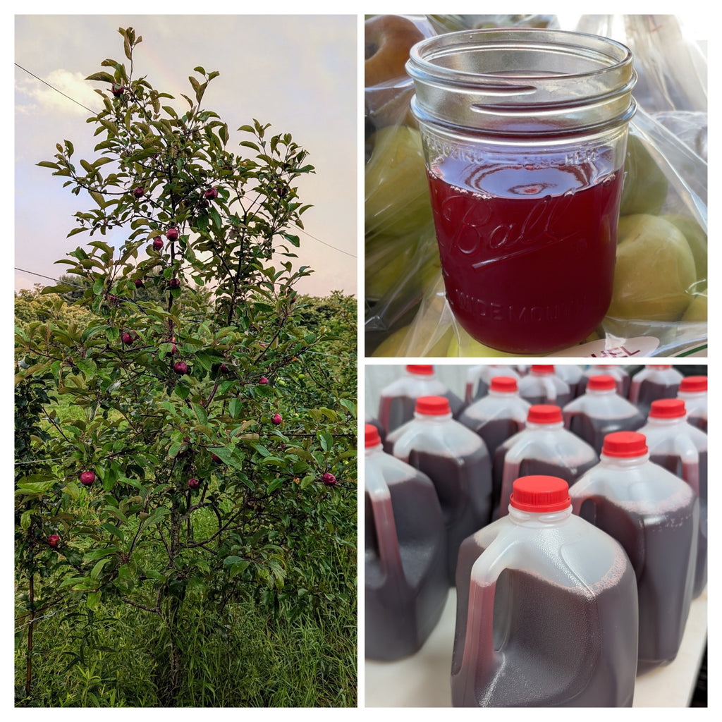 Dr. Amy Miller's New Homestead Apples: Red-Flesh Cider Hybrids ...