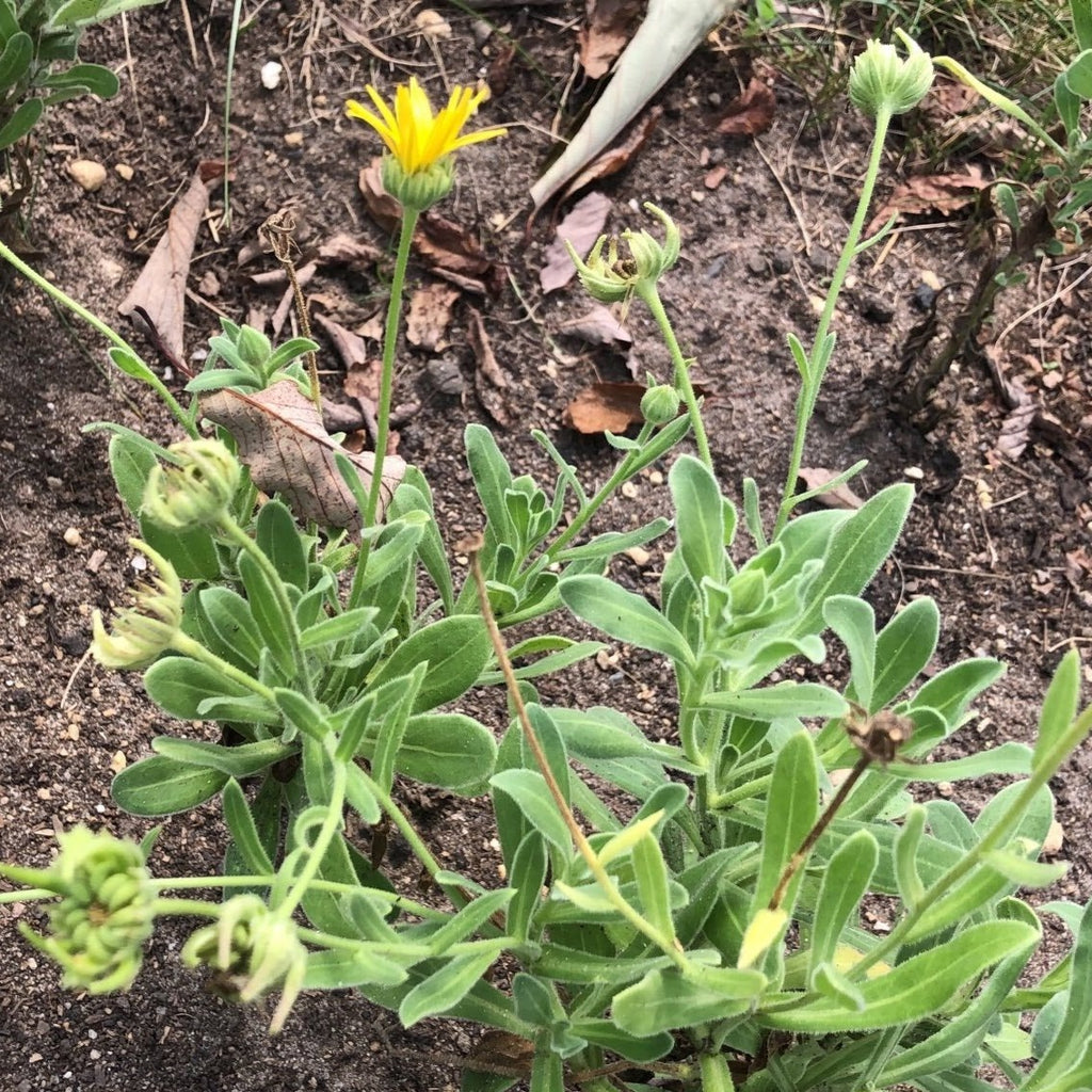 Sea Marigold (Trailing Calendula) – Experimental Farm Network Seed Store