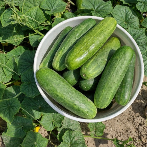 'South Wind Slicer' Cucumber – Experimental Farm Network Seed Store