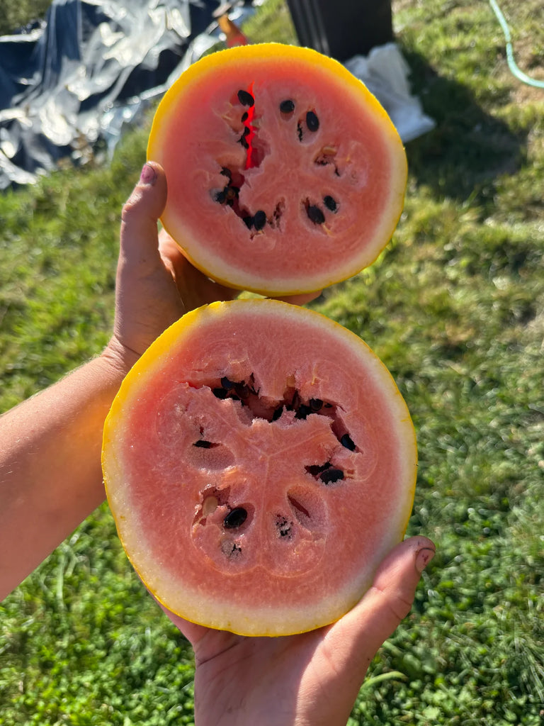 Wild Dreams Watermelon Grex – Experimental Farm Network Seed Store