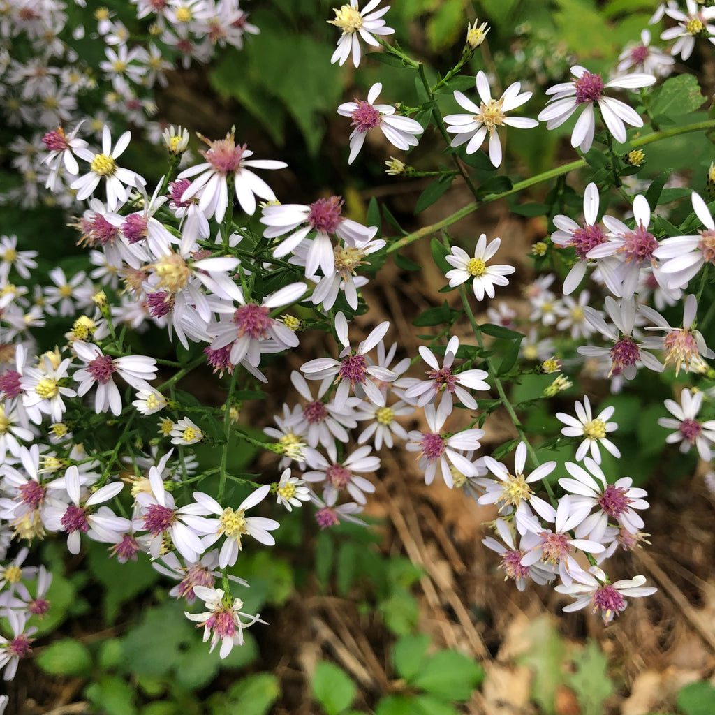 Wood Aster Mix (Maine Ecotype) – Experimental Farm Network Seed Store